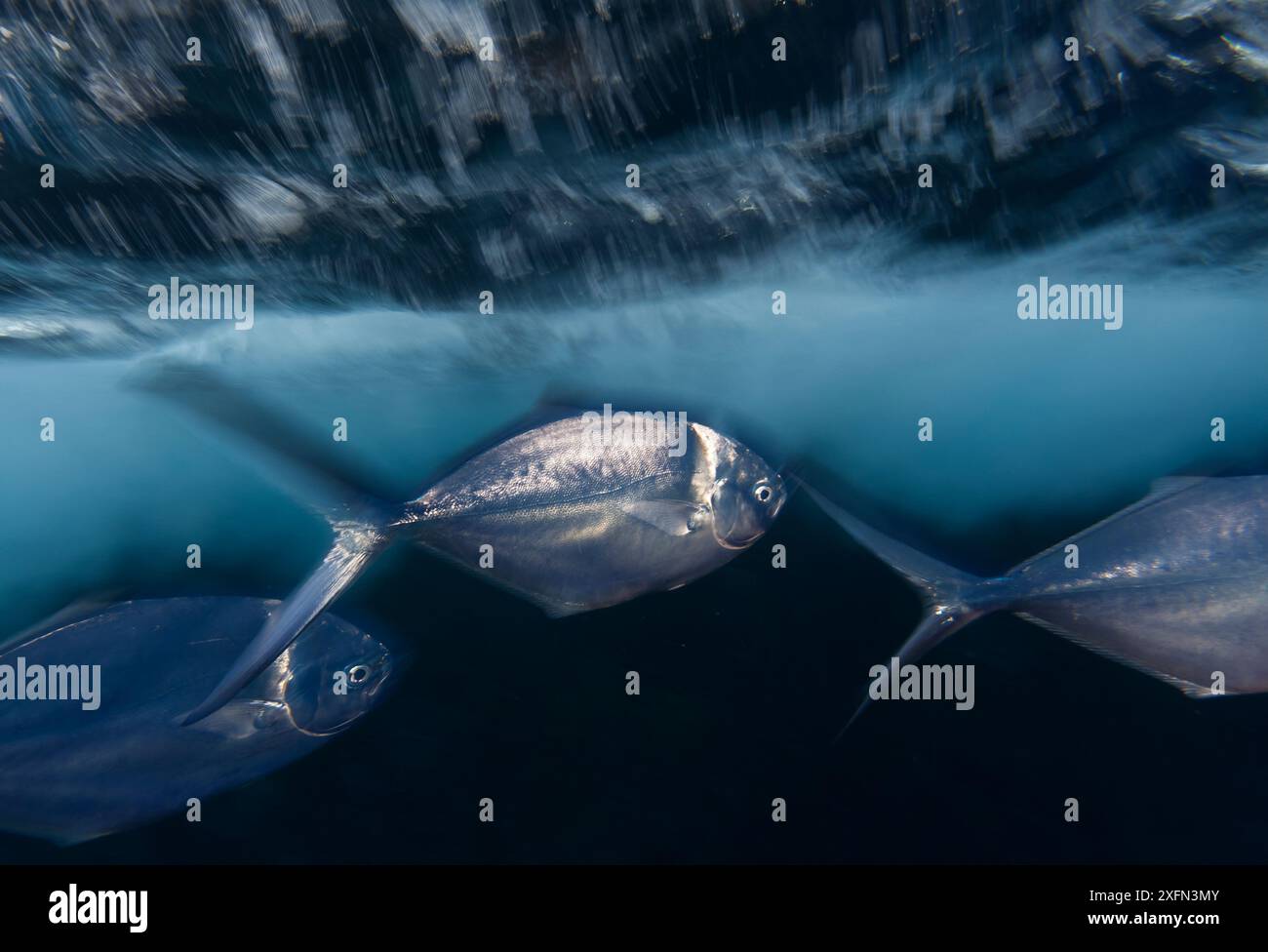 Steel pompano fish (Trachinotus stilbe), Roca Partida Islet ...