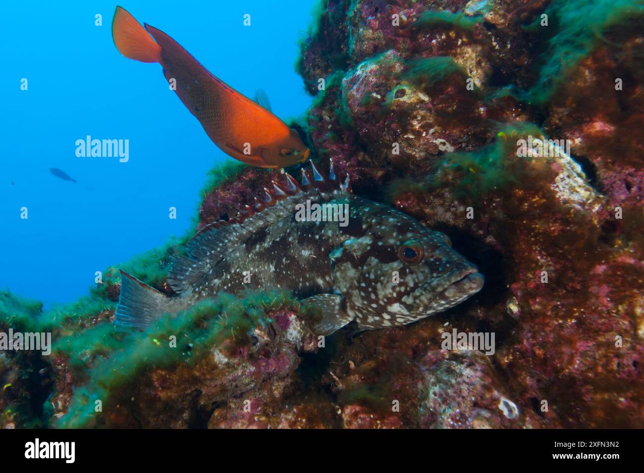 Flag Cabrilla (Epinephelus labriformis) and Clarion Angelfish ...