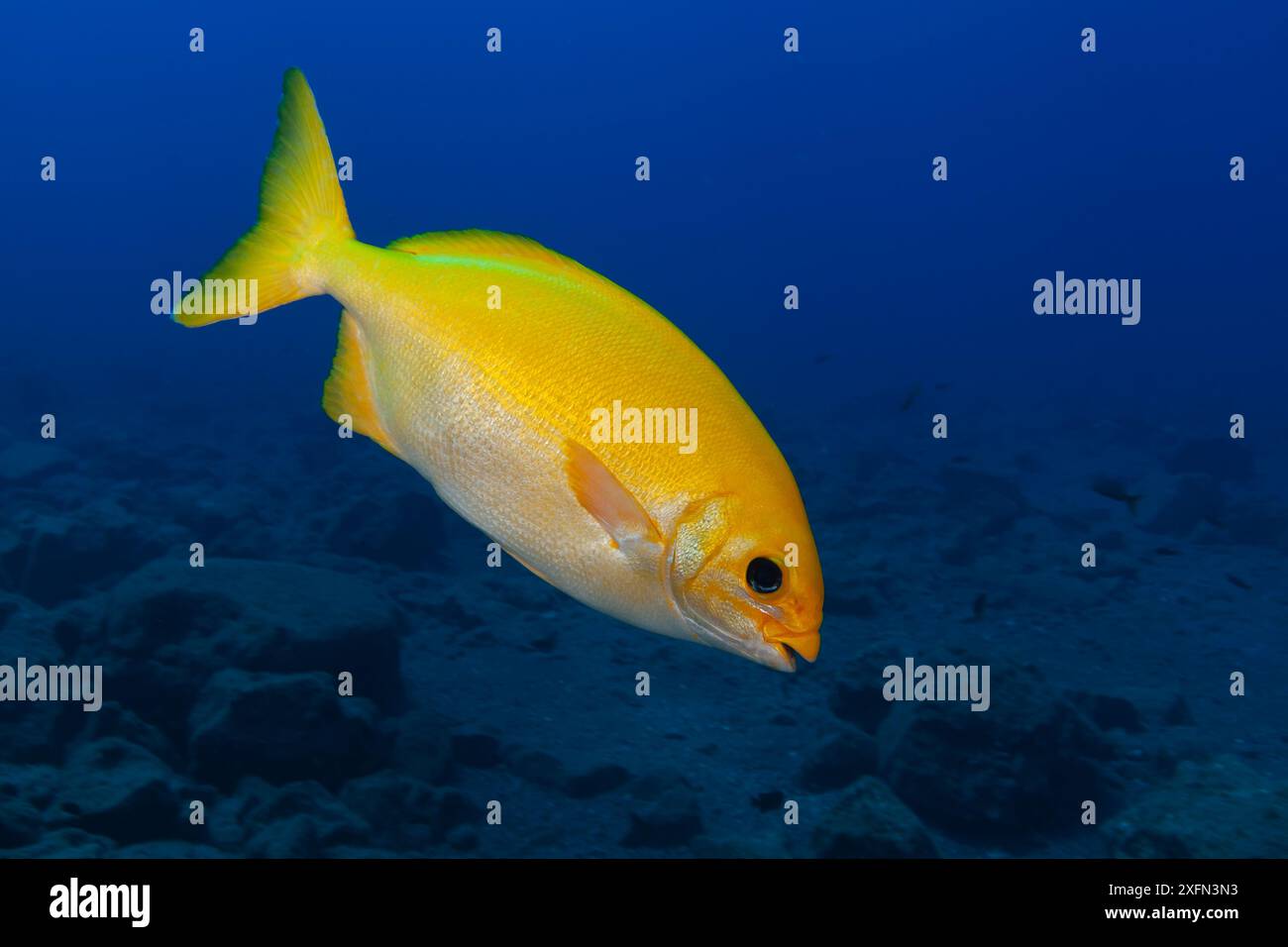Revillagigedo Sea Chub (Kyphosus lutescens), San Benedicto Island ...
