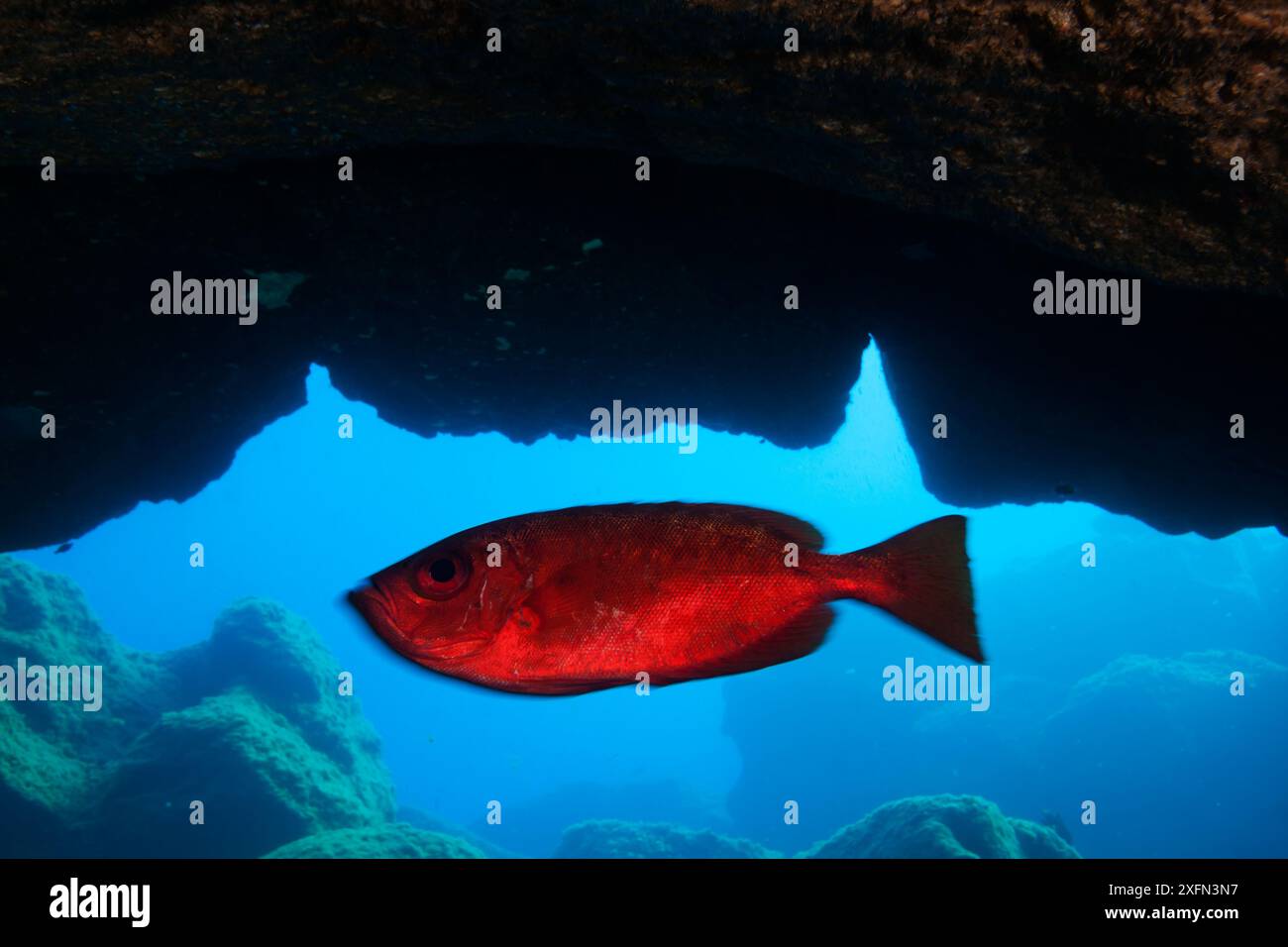 Glasseye Snapper (Heteropriacanthus cruentatus), San Benedicto Island ...