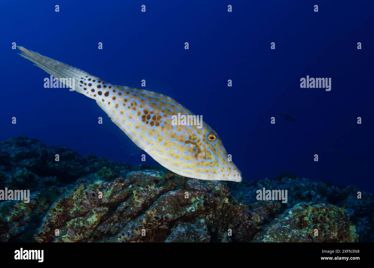 Scrawled Filefish (Aluterus scriptus), Socorro Island, Revillagigedo ...