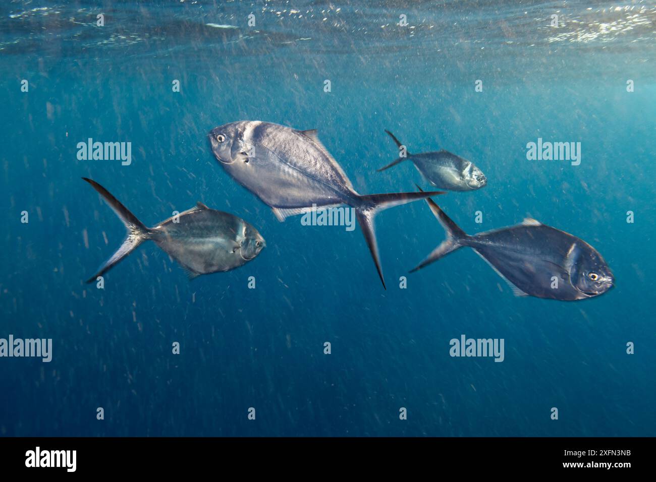 Steel pompano fish (Trachinotus stilbe), Roca Partida Islet ...