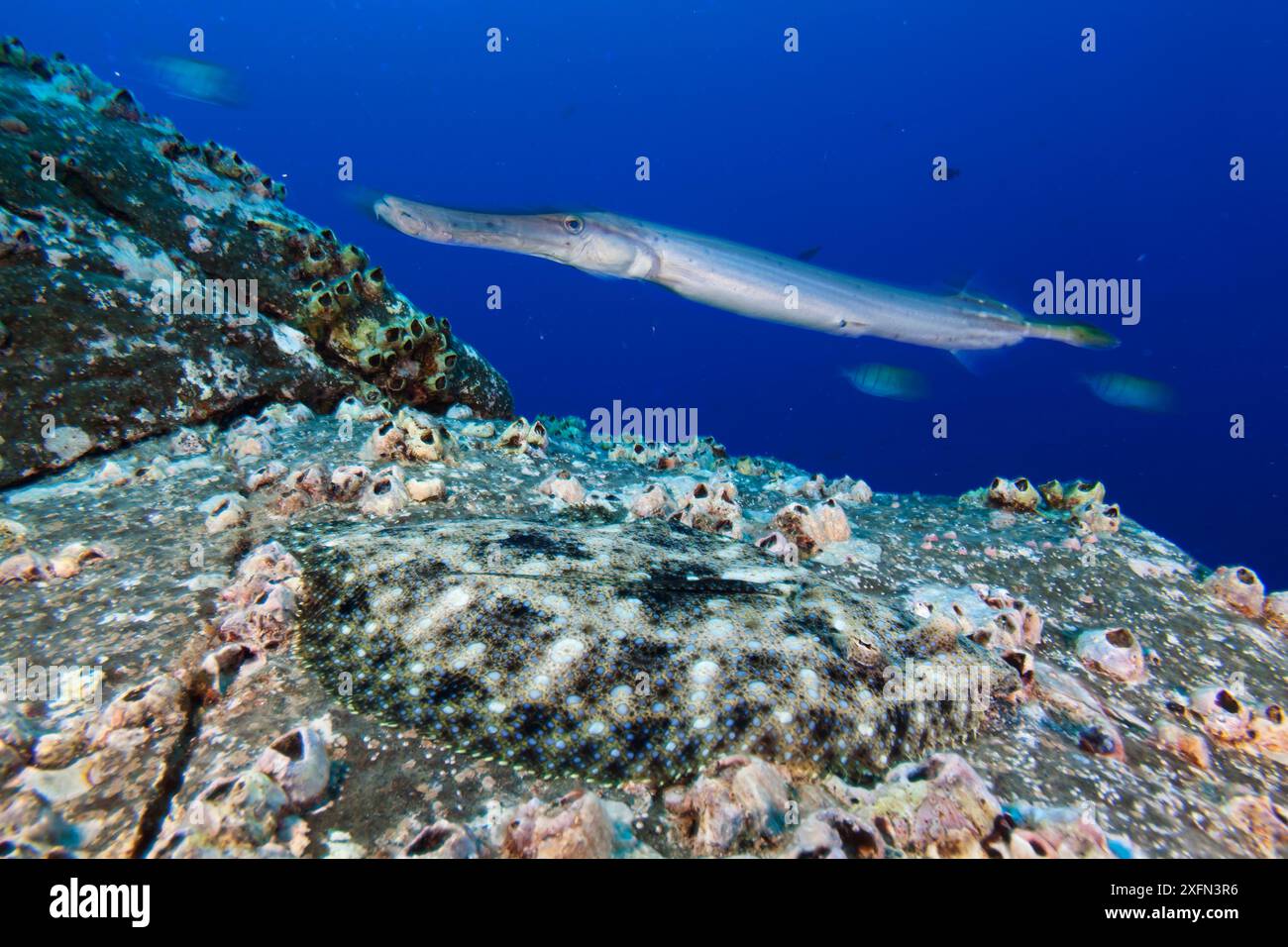 Tropical flounder (Bothus mancus) and Chinese trumpetfish (Aulostomus ...