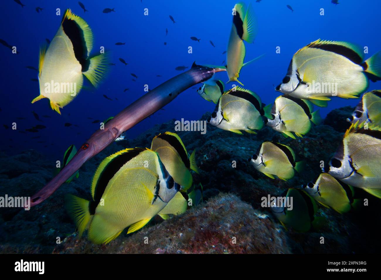 Barberfish (Johnrandallia nigrirostris) and Chinese trumpetfish ...