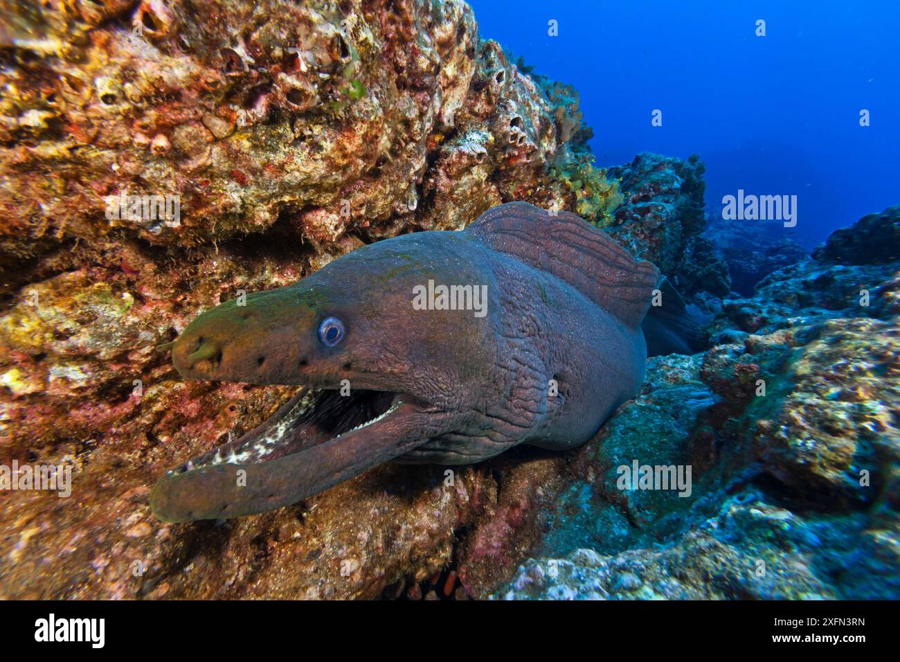 Panamic green moray (Gymnothorax castaneus), Socorro Island ...