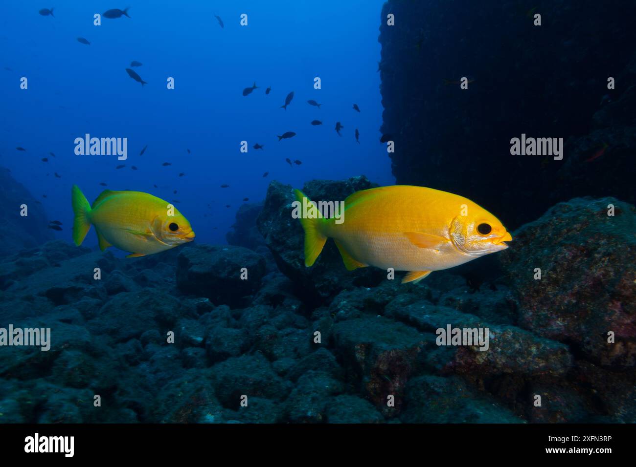 Revillagigedo sea chub (Kyphosus lutescens), San Benedicto Island ...