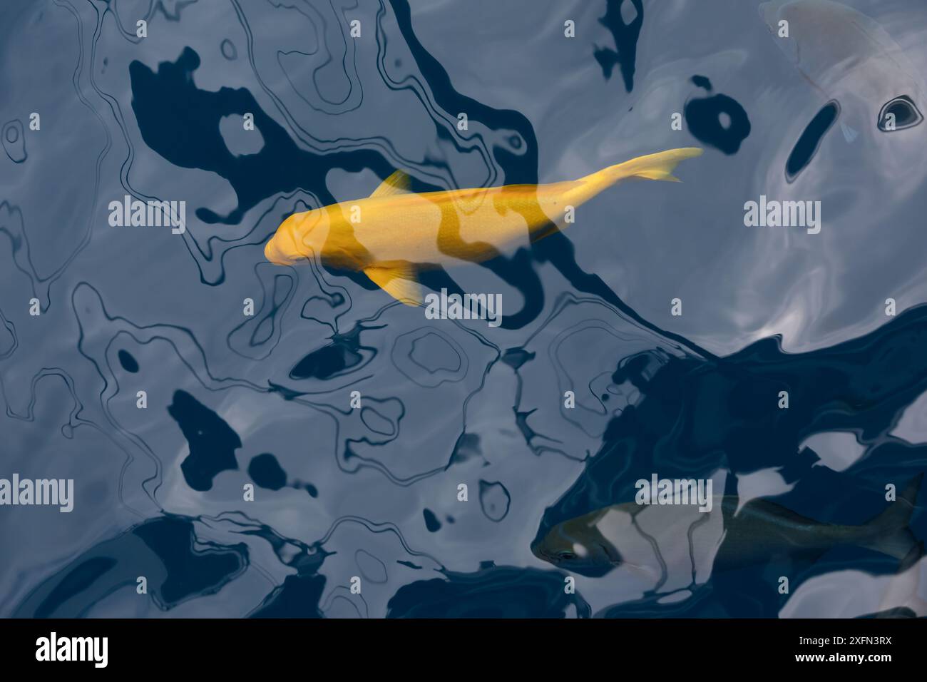 Revillagigedo sea chub (Kyphosus lutescens), San Benedicto Island ...