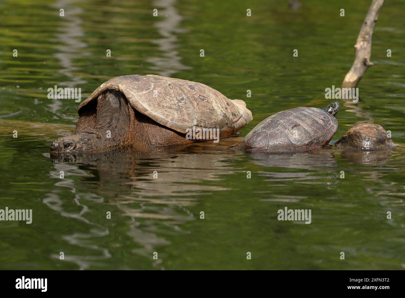Snapping turtle (Chelydra serpentina) basking on log, with Red-bellied ...