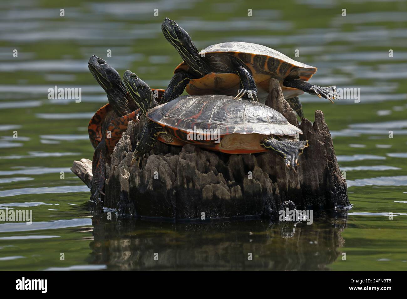 Northern red-bellied turtles (Pseudemys rubriventris) basking, Maryland ...