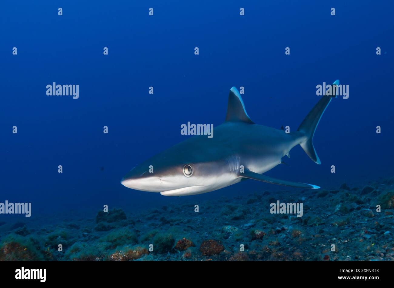 Silvertip shark (Carcharhinus albimarginatus), San Benedicto Island ...