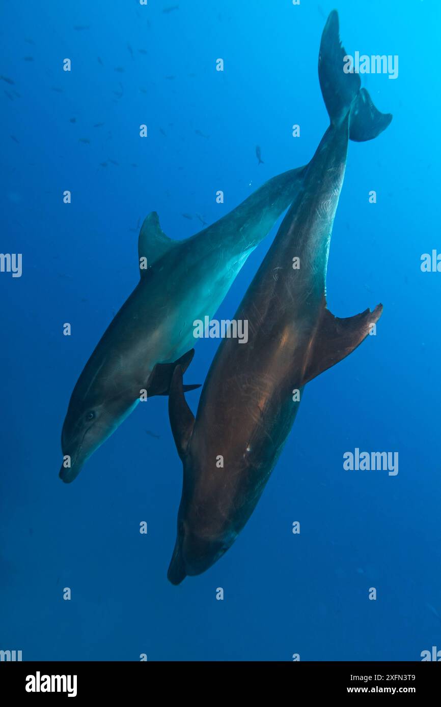 Common bottlenose dolphin (Tursiops truncatus), Socorro Island ...