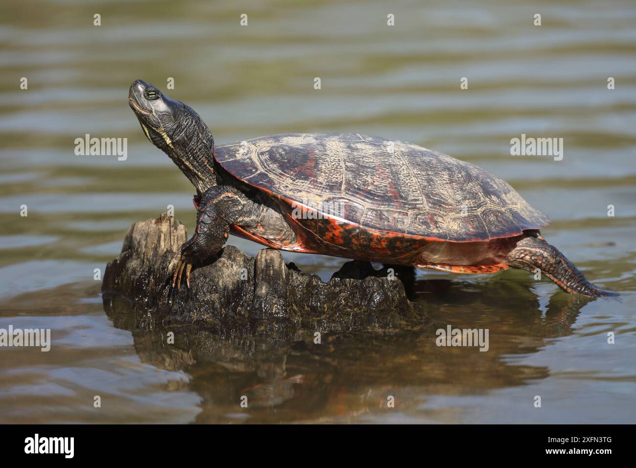 Northern red-bellied turtles (Pseudemys rubriventris) basking, Maryland ...