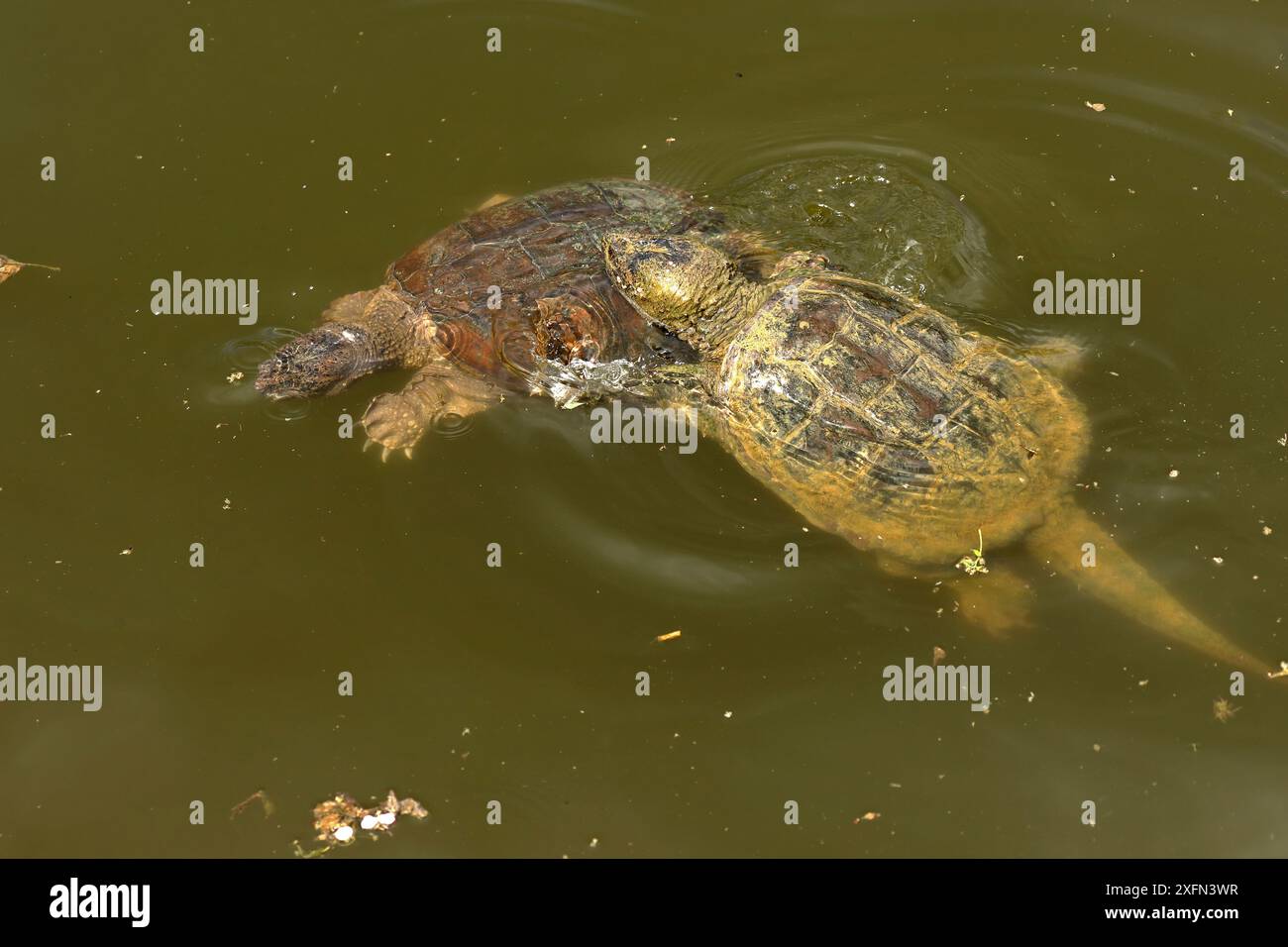 Snapping turtle (Chelydra serpentina) mating, Maryland, USA, April ...