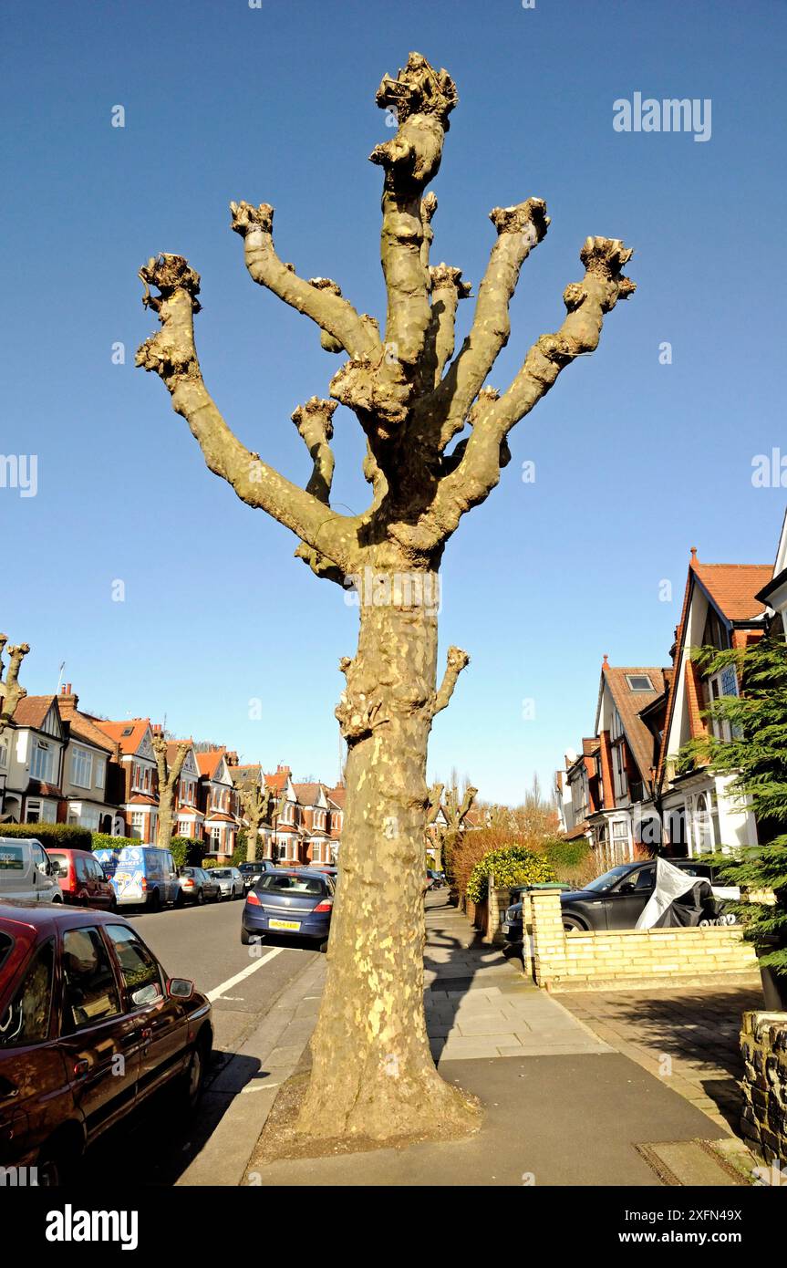Pollarded street trees hi-res stock photography and images - Alamy