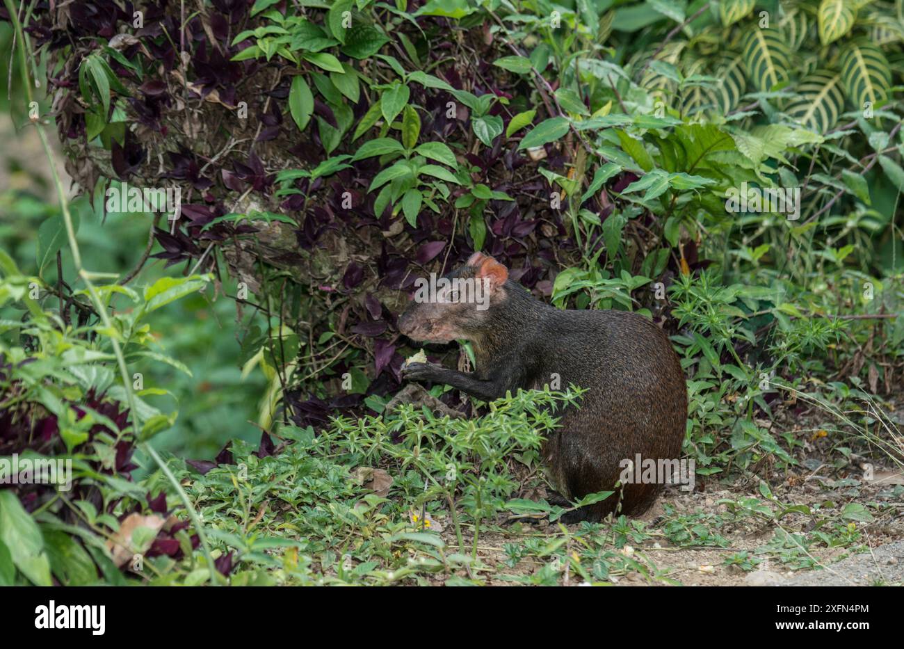 Mammals trinidad hi-res stock photography and images - Alamy