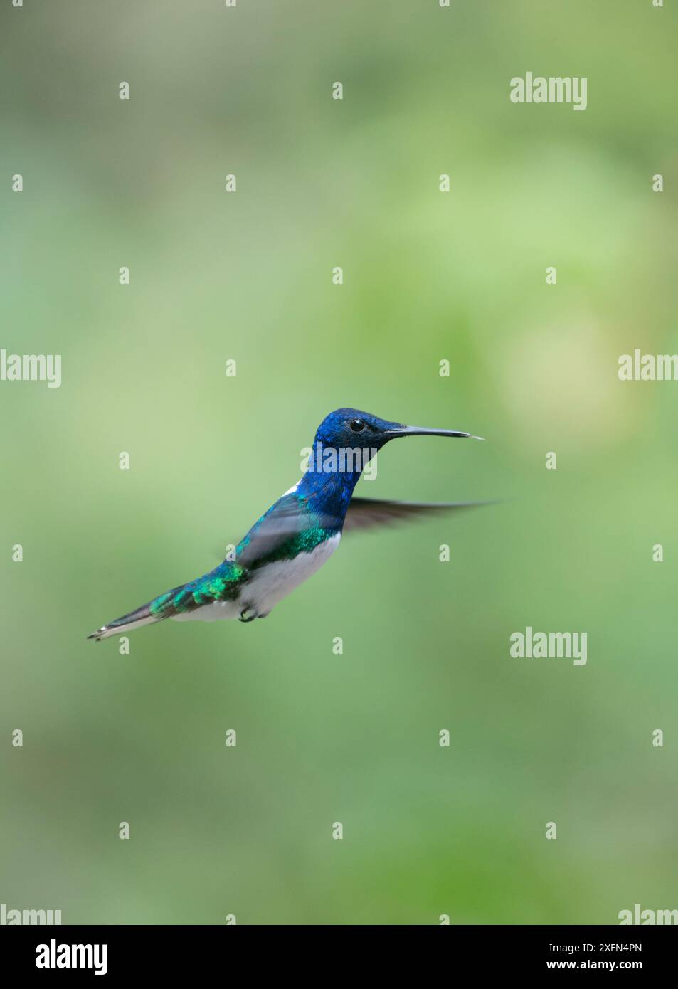 Blue-chinned Sapphire (Chlorestes notata notata) male flying, Trinidad ...