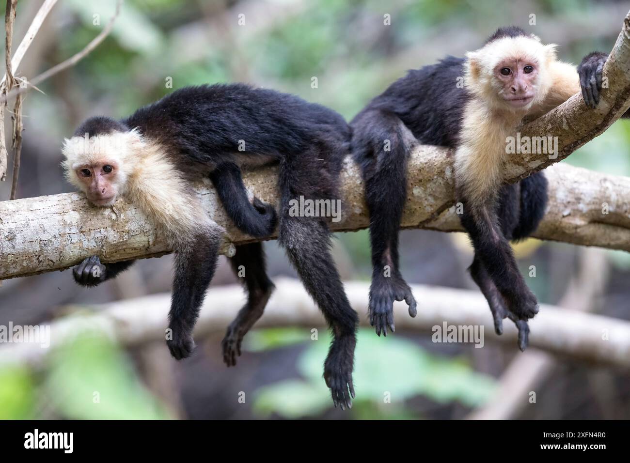 White fronted capuchin monkeys (Cebus capucinus) resting, Costa Rica ...