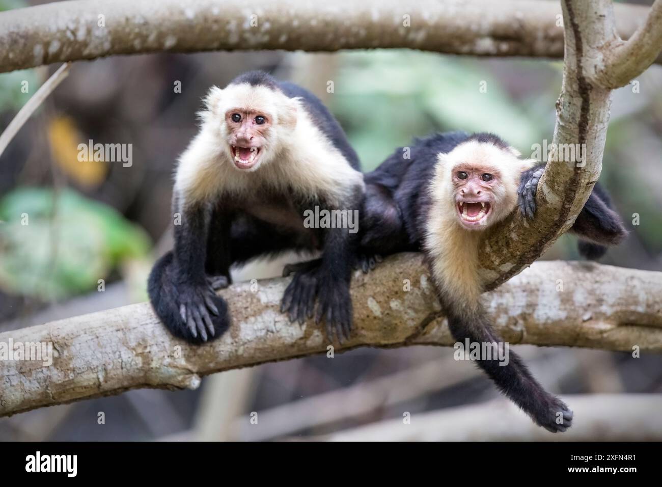 White fronted capuchin monkey (Cebus capucinus) two resting, Costa Rica, March Stock Photo - Alamy
