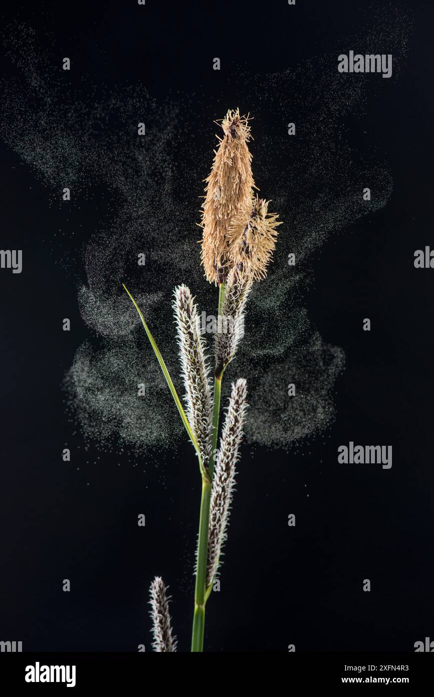 Lesser pond sedge (Carex acutiformis) releasing pollen Stock Photo - Alamy