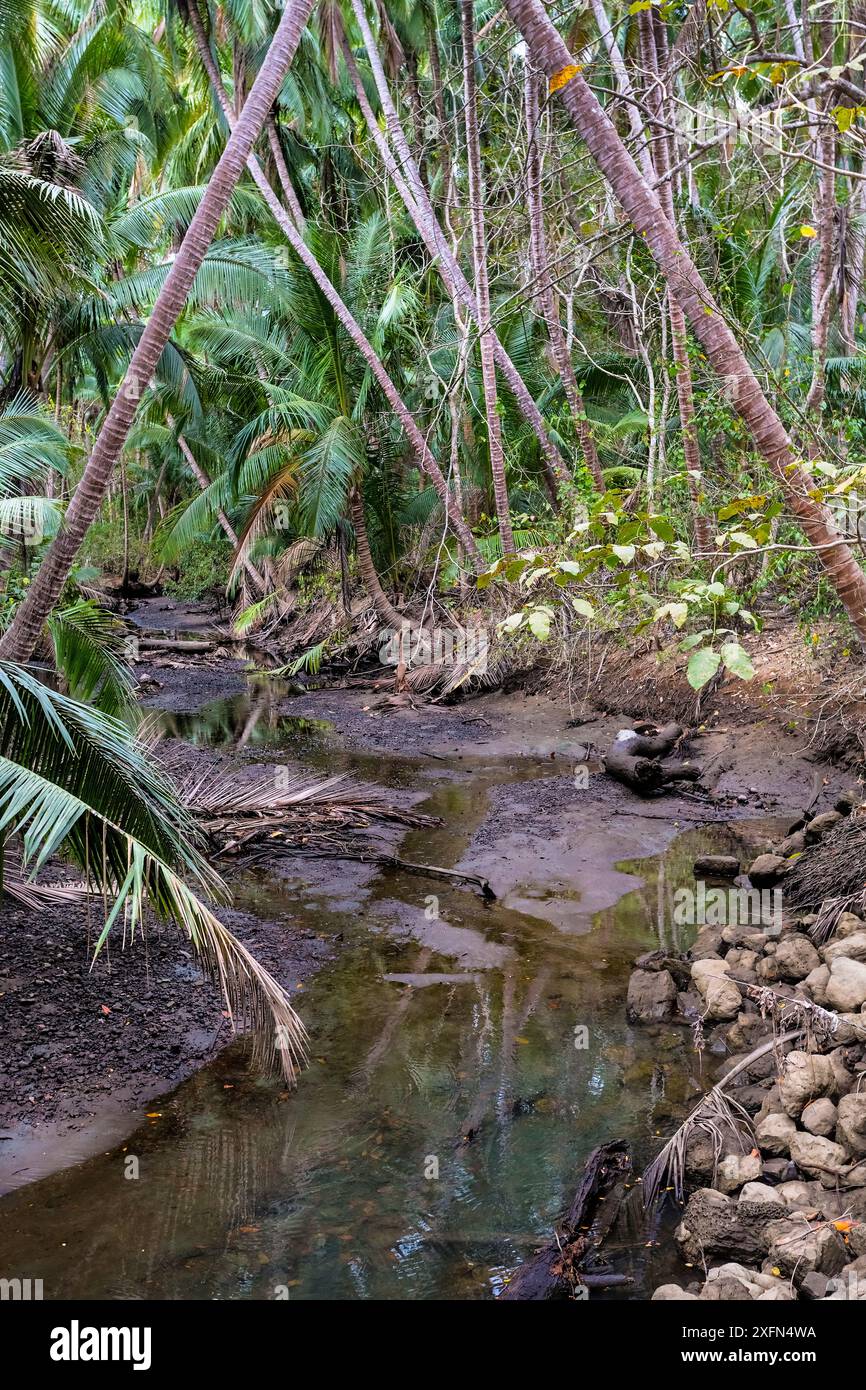 Riverine forest in tropical dry forest area. Curu Wildlife Reserve ...