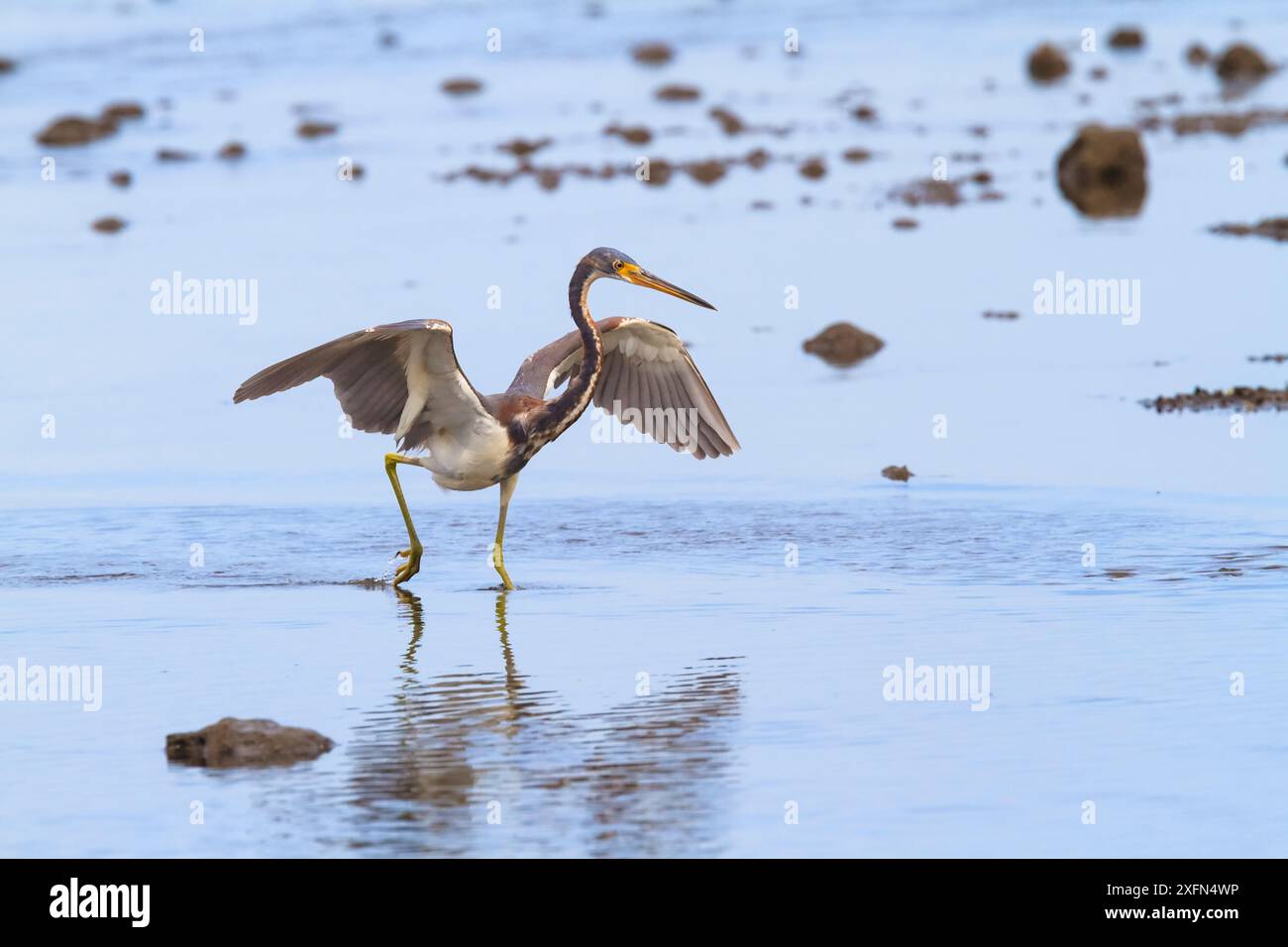 Tricoloured heron (Egretta tricolor) hunting small fish on tidal pool ...