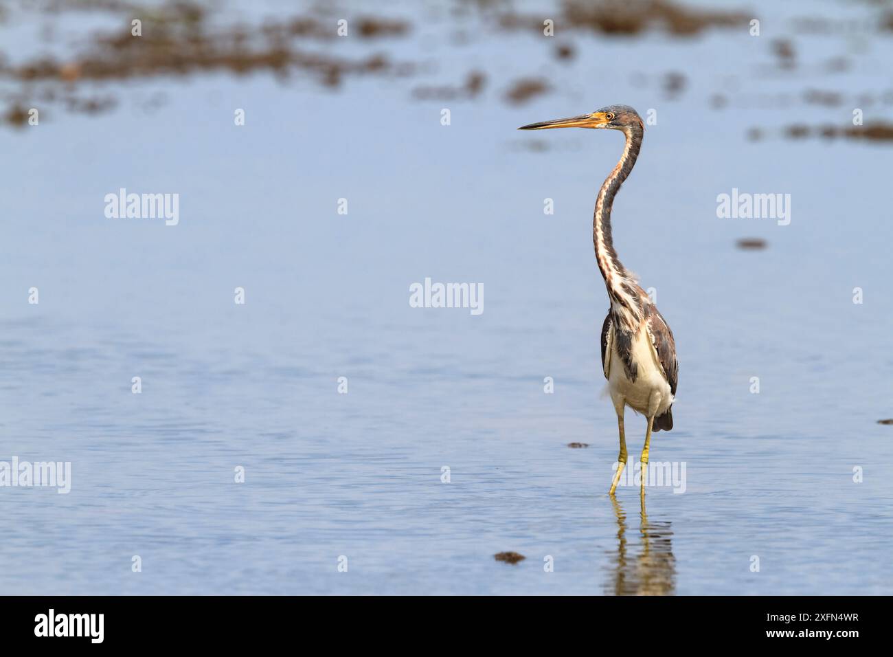 Tricoloured heron (Egretta tricolor) hunting small fish on tidal pool ...