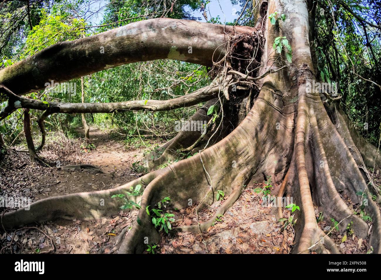 Fig tree (Ficus sp.) with buttress roots, Corcovado National Park, Osa ...