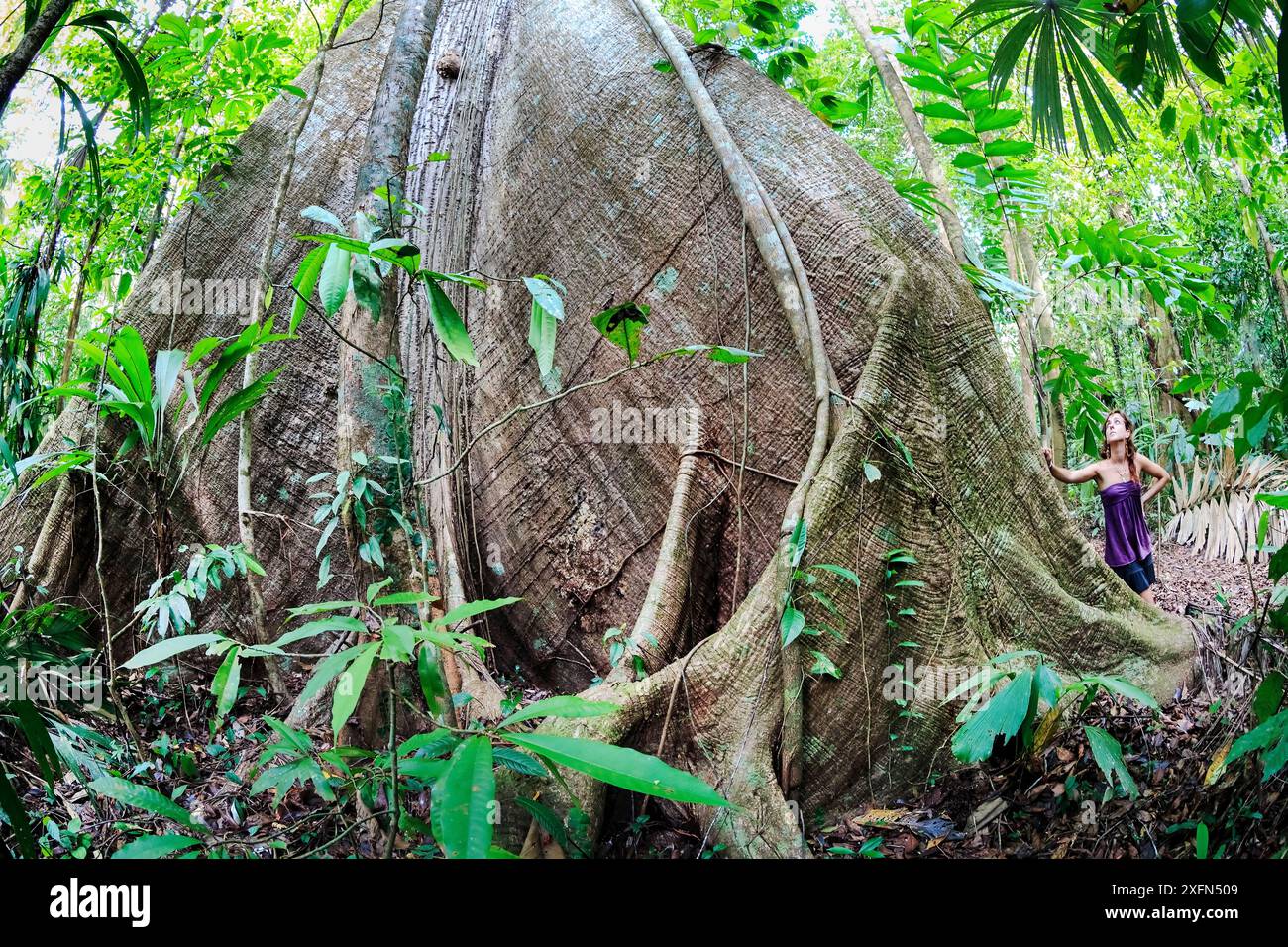 Fig tree (Ficus sp.) fisheye view with woman. Corcovado National Park ...
