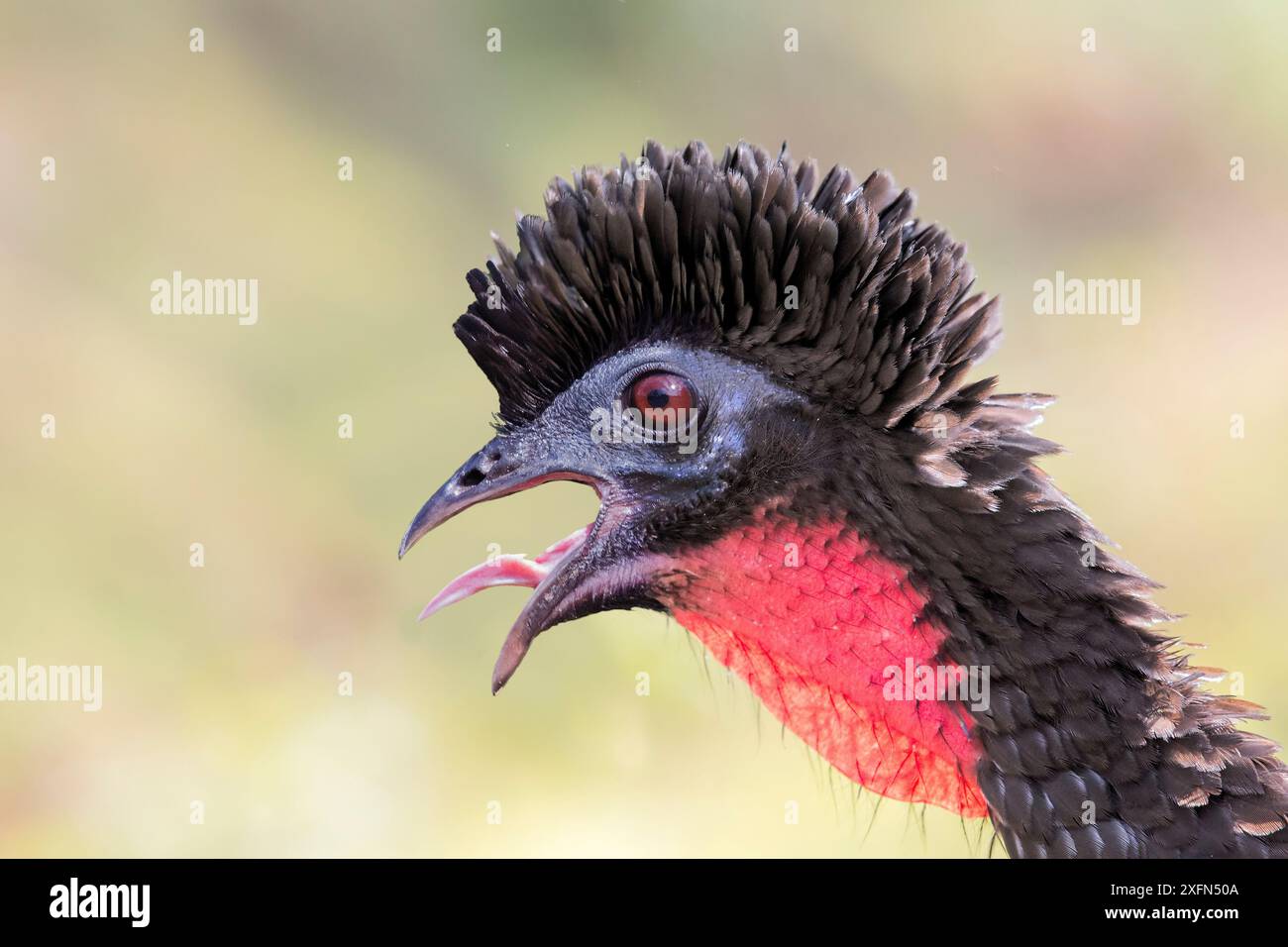 Crested Guan (Penelope purpurascens) calling, Corcovado National Park ...