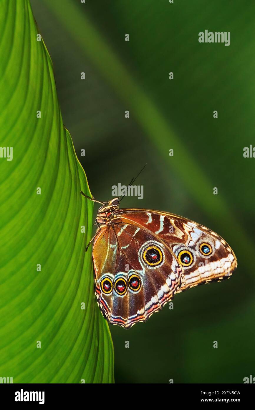 Blue morpho (Morpho peleides) on a leaf, with wings closed, Corcovado ...