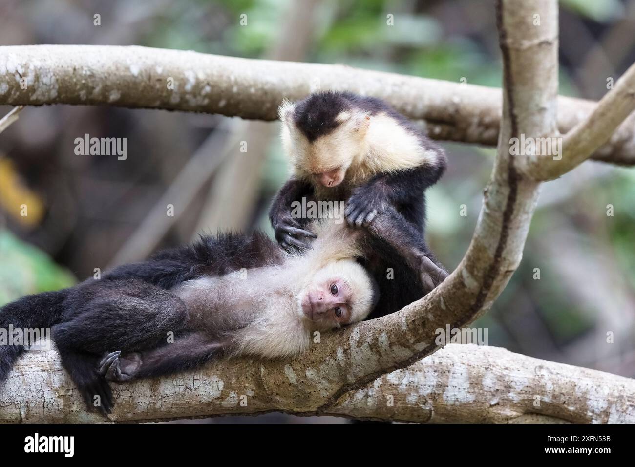 White-headed capuchin (Cebus capucinus) grooming behaviour, Costa Rica ...