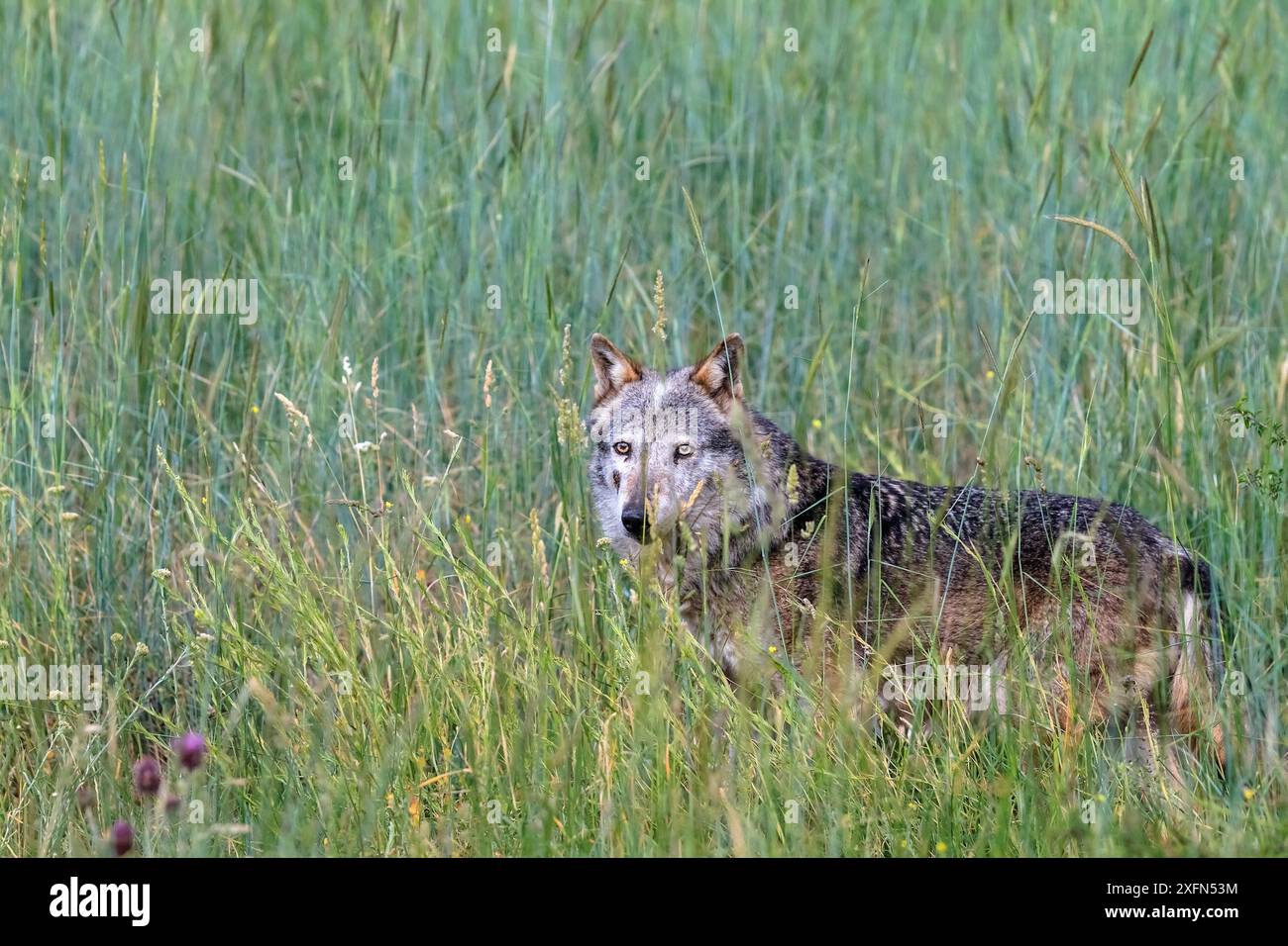 Wildlife sila national park hi-res stock photography and images - Alamy