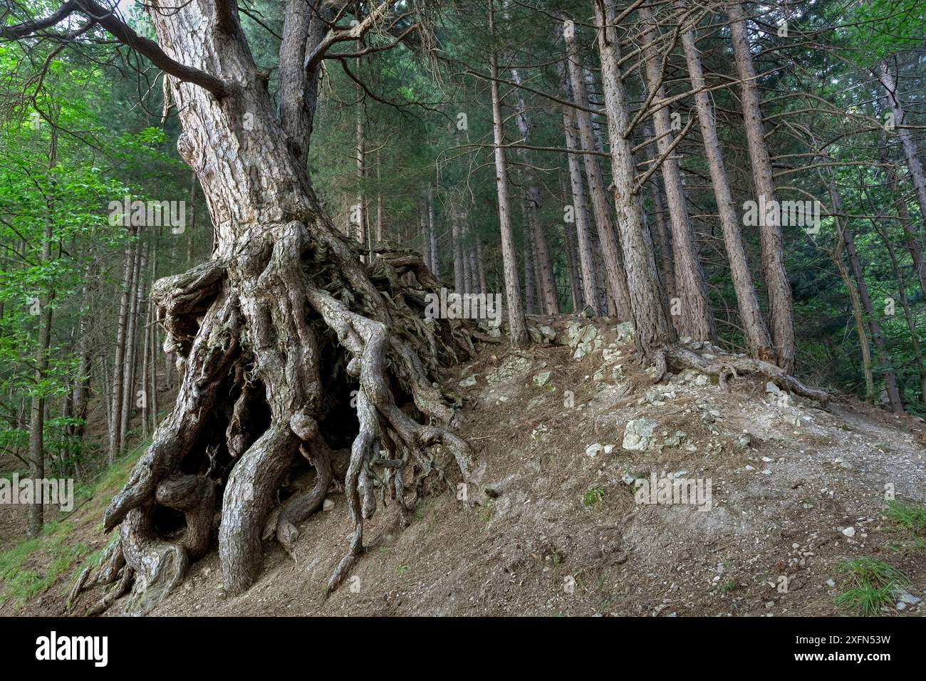 Austrian pine (Pinus nigra calabrica) tree with exposed gnarled roots ...
