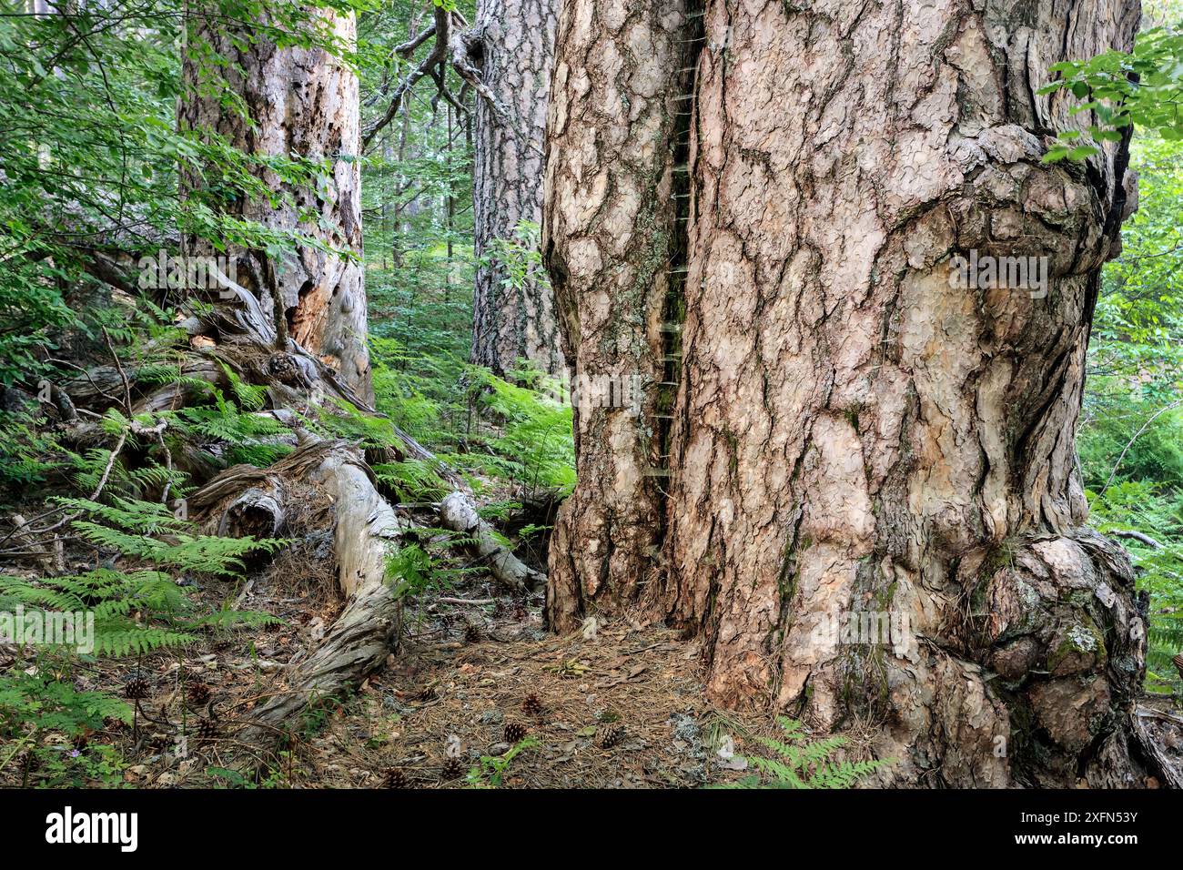 Giant Austrian pine (Pinus nigra calabrica) tree trunks, Fallistro ...