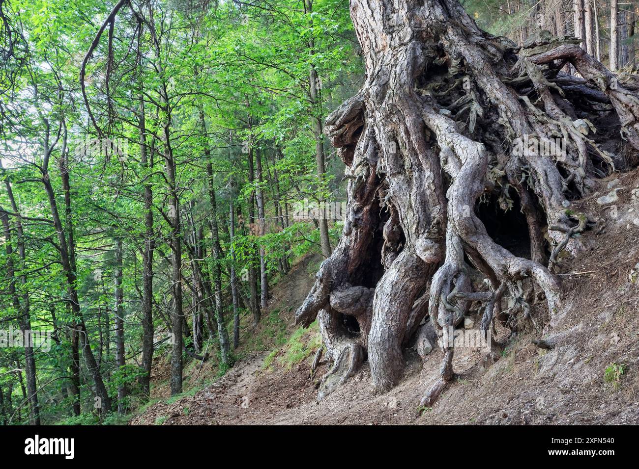 Austrian pine (Pinus nigra calabrica) tree with exposed gnarled roots ...