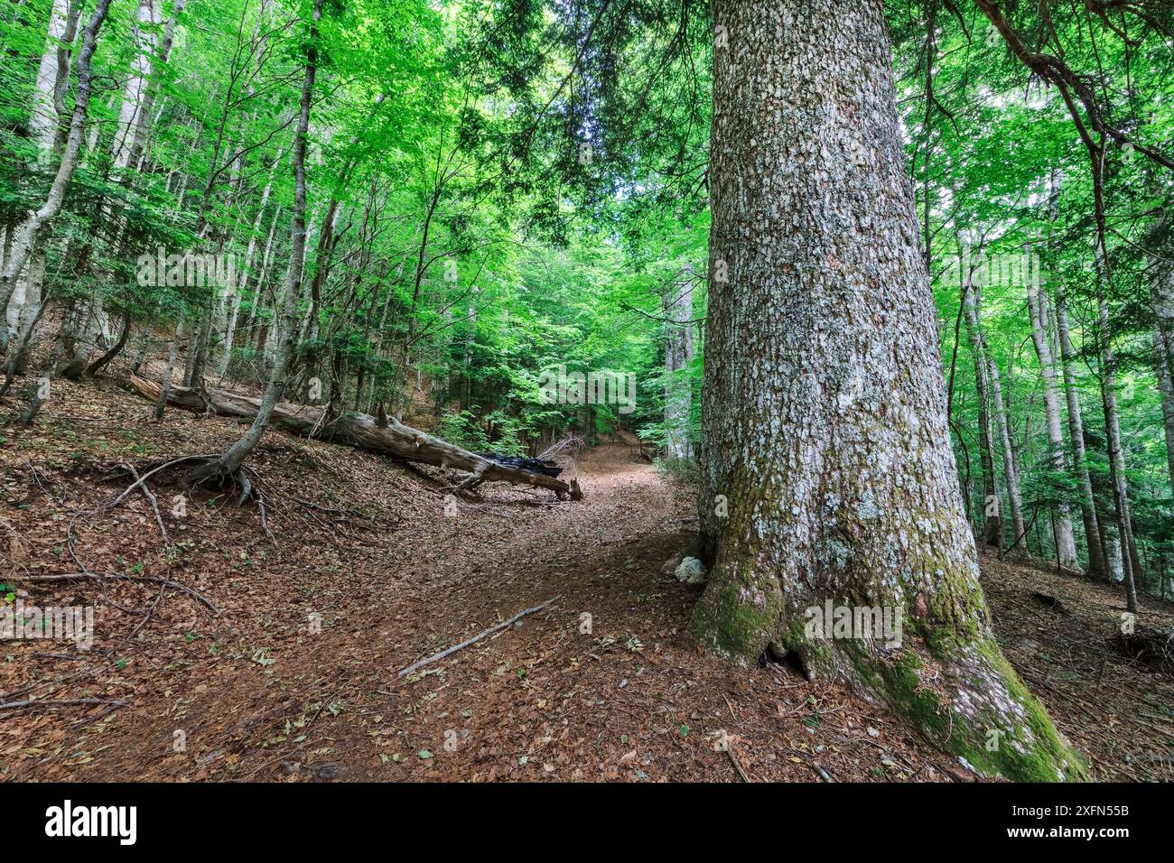 Abies nobilis hi-res stock photography and images - Alamy