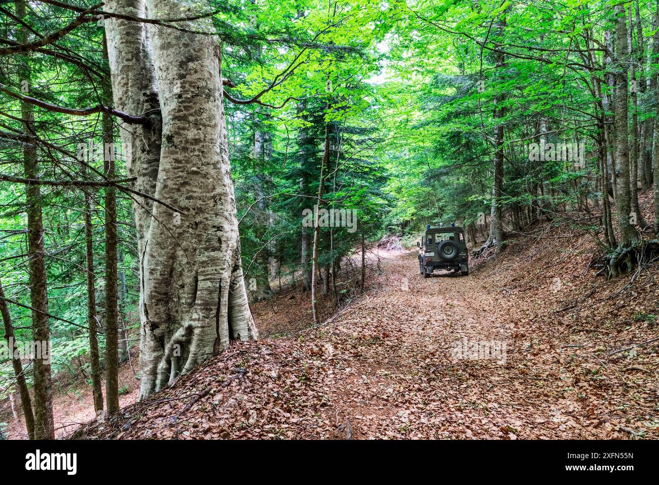 Forest ranger jeep patrols Gariglione mixed wood, with large Beech Tree ...