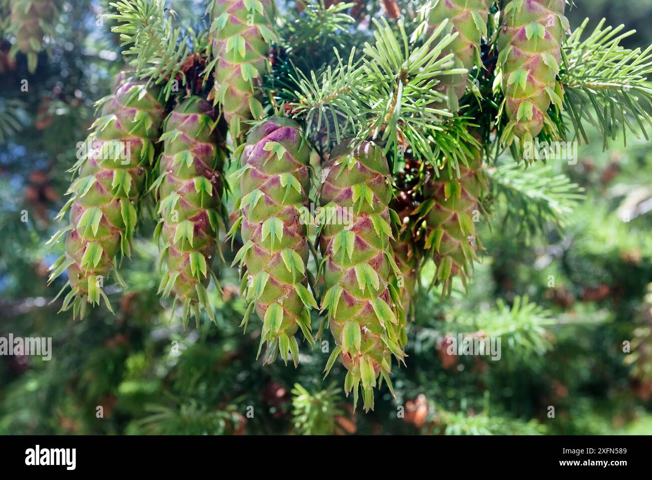 Cones of Silver fir (Abies alba) on tree, Sila National Park, Calabria ...