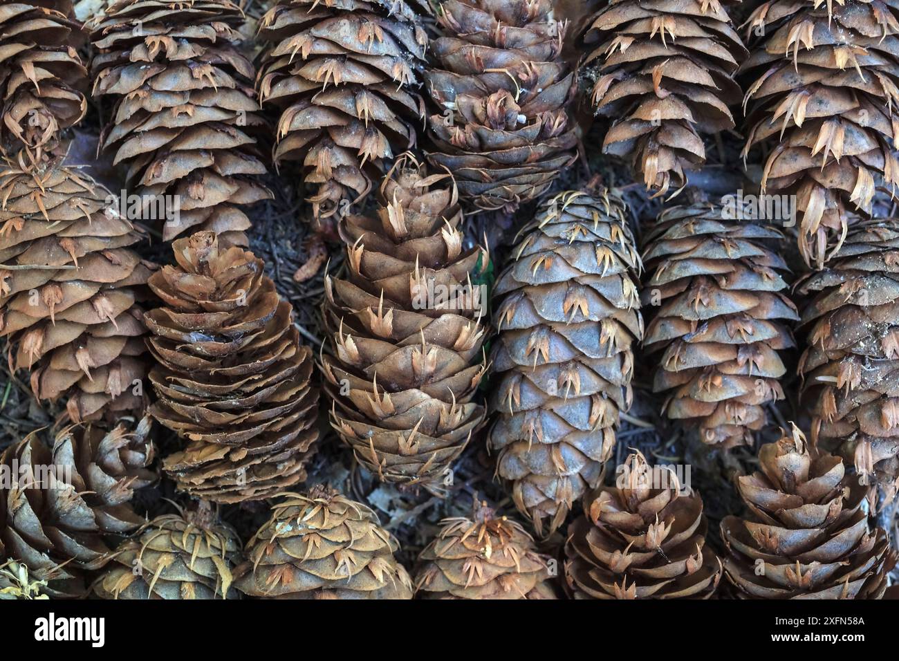 Silver fir tree (Abies alba) cones, Sila National Park, Calabria, Italy ...