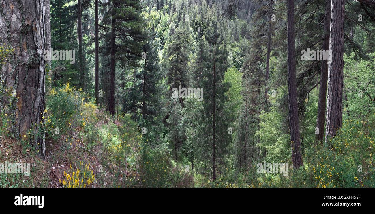 Austrian pine (Pinus nigra calabrica) forest. Sila National Park ...