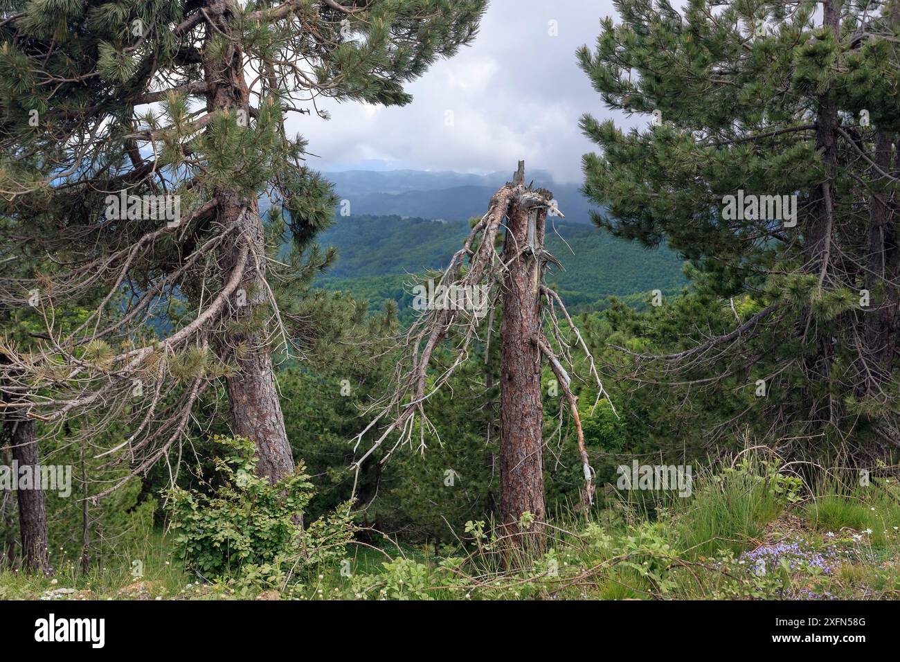 Austrian pine trees (Pinus nigra calabrica) Sila National Park ...