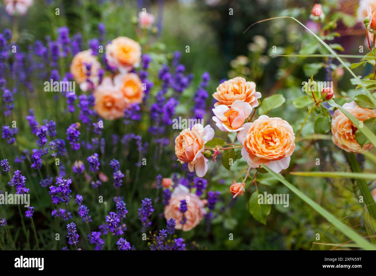Close up of Elizabeth Stuart rose blooming in summer garden. Orange ...