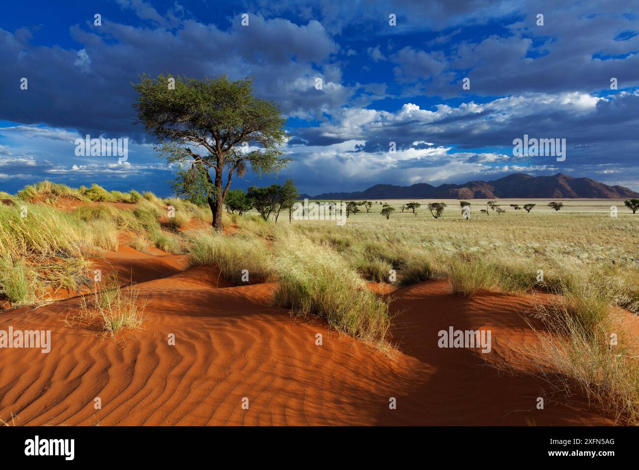 Landscape view of NamibRand Nature Reserve sand dunes with tussocks of ...
