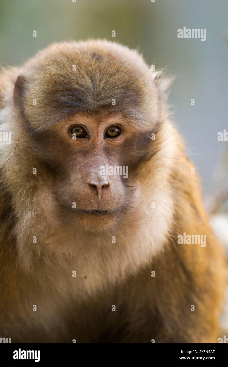 Arunachal macaque (Macaca munzala) Arunchal Pradesh, Himalayas, India ...