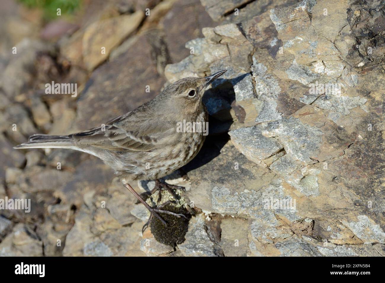 Rock pipit (Anthus petrosus) foraging for invertebrates on a rocky ...