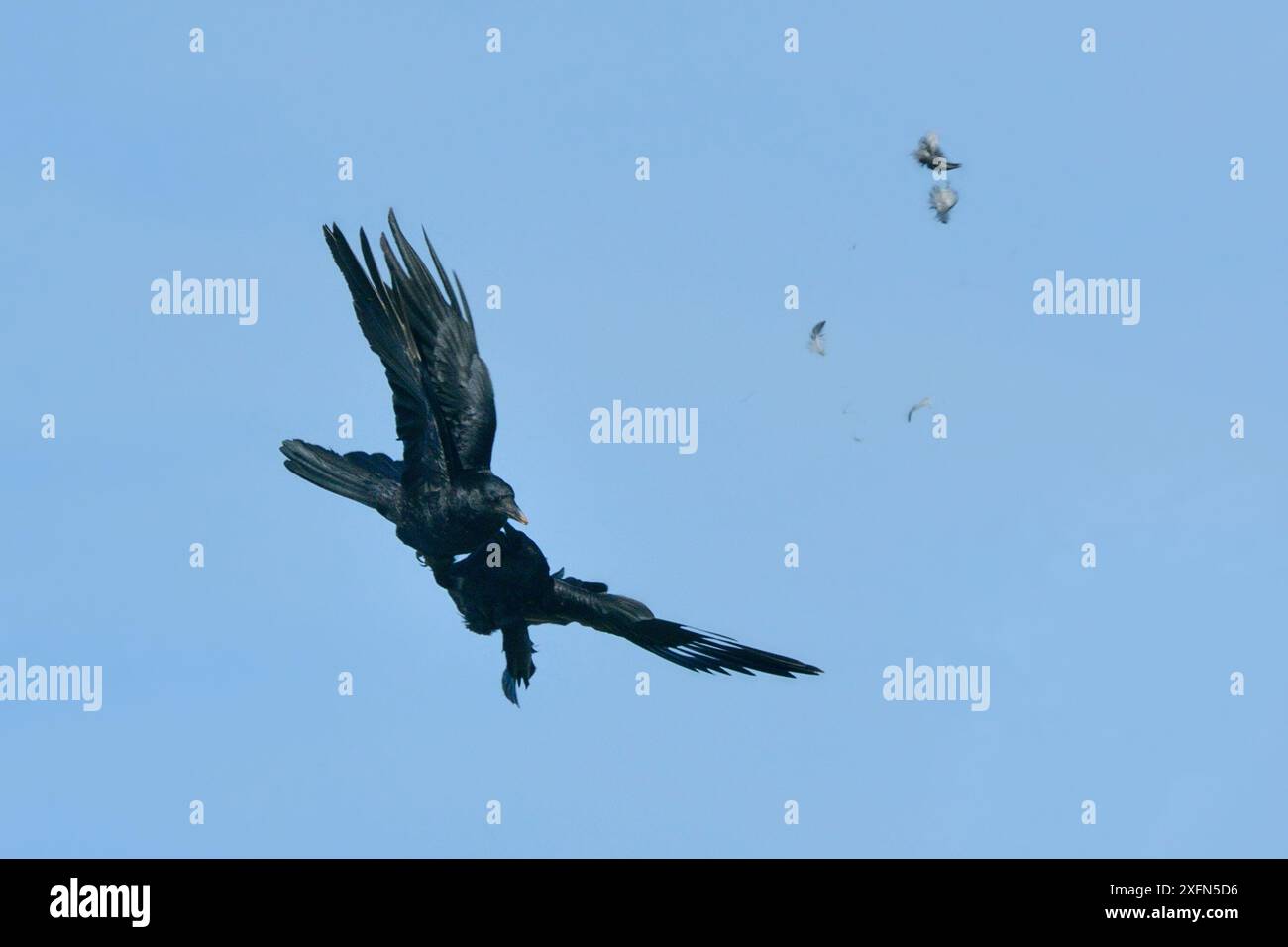 Two Carrion Crows Corvus Monedula Fighting In Mid Air With Feathers