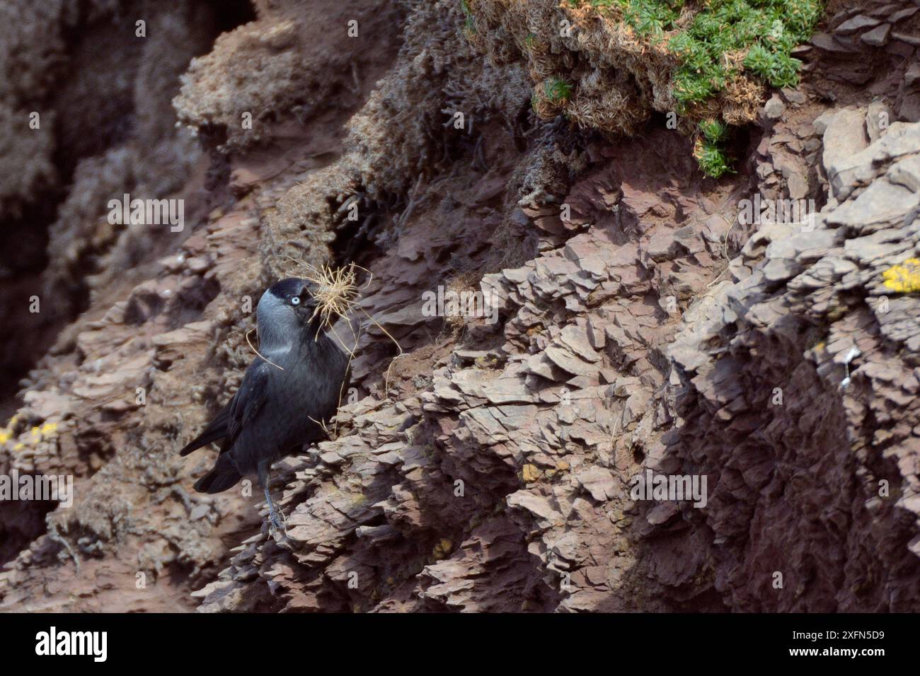 Jackdaw cliff nest uk hi-res stock photography and images - Alamy