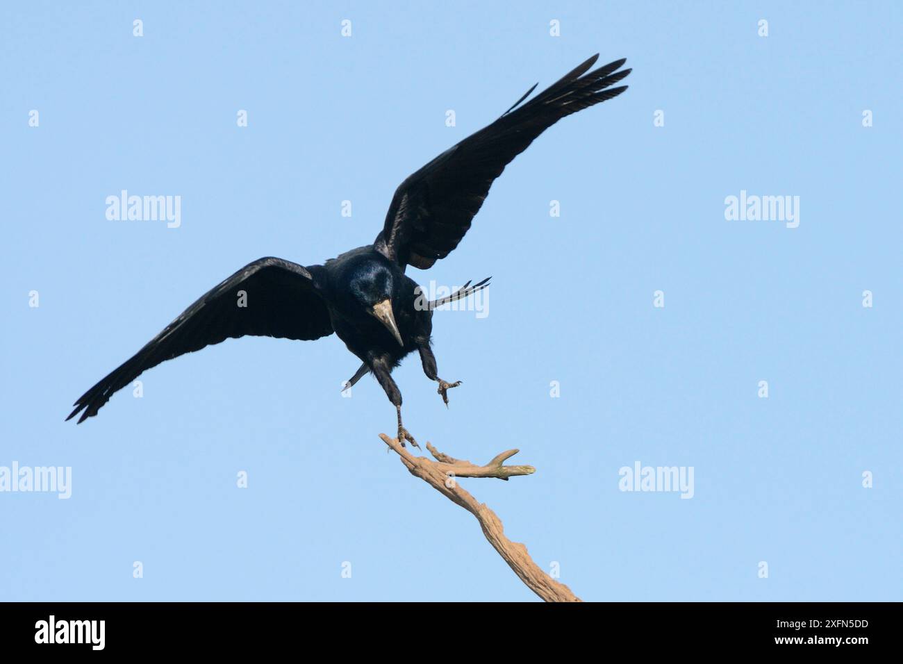 Rook (Corvus frugilegus) landing on a dead tree branch, Cornwall, UK ...