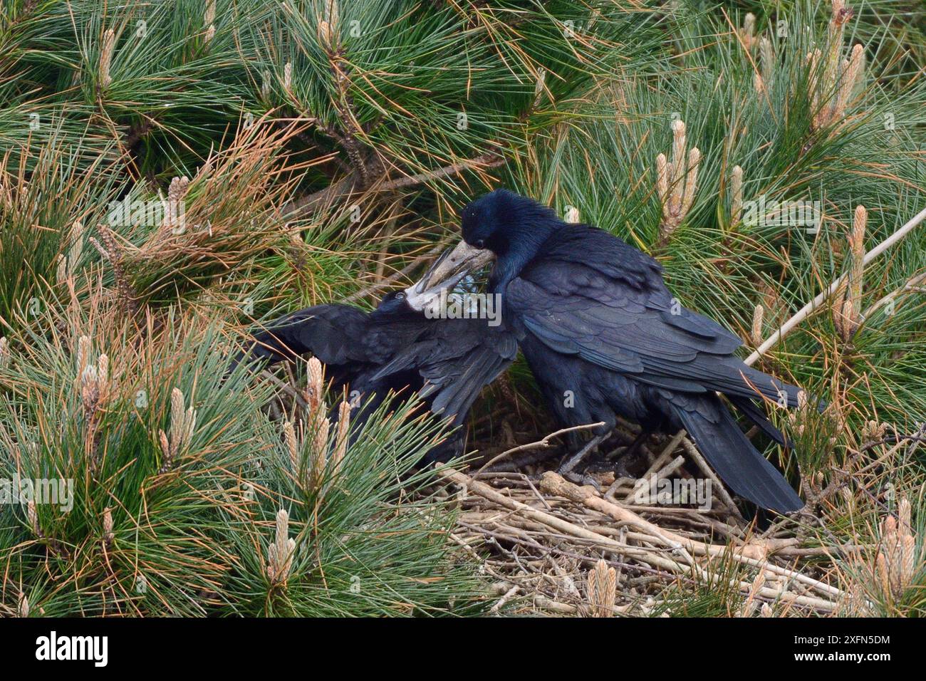 Rook (Corvus frugilegus) male feeding his mate on their tree top nest ...