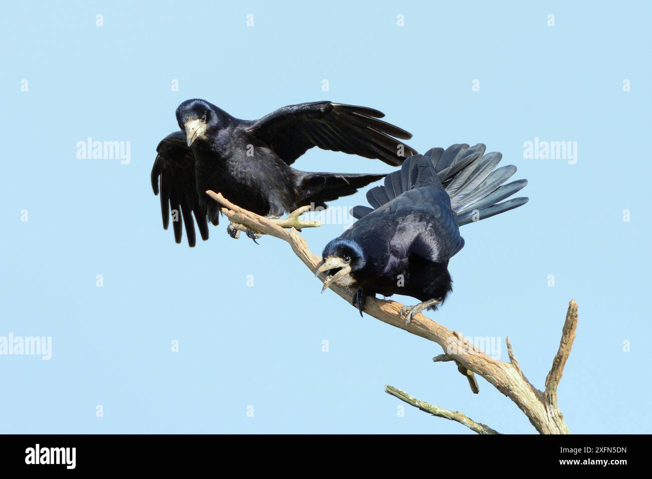 Rook (Corvus frugilegus) pair calling and displaying on a dead branch ...